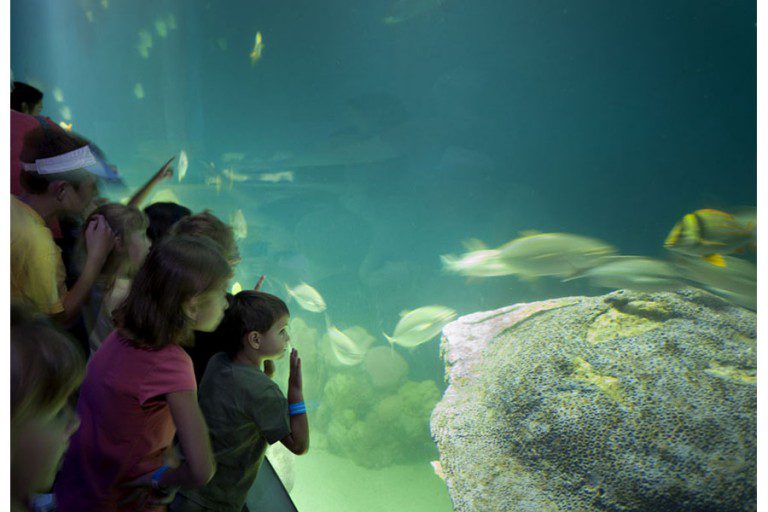 National Mississippi River Museum & Aquarium - Dixon Studios, LLC